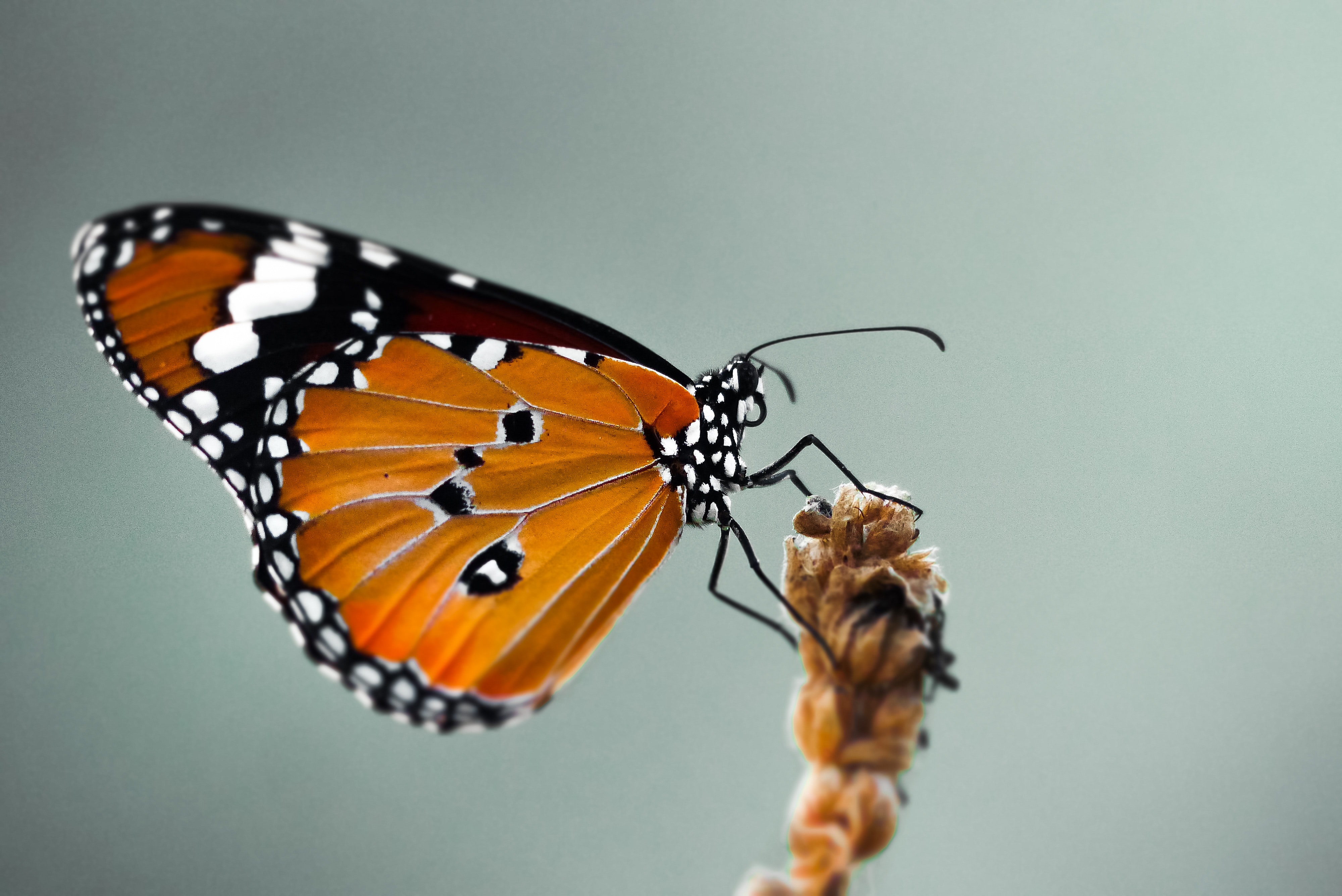 Random | Fascinating Facts about Butterflies